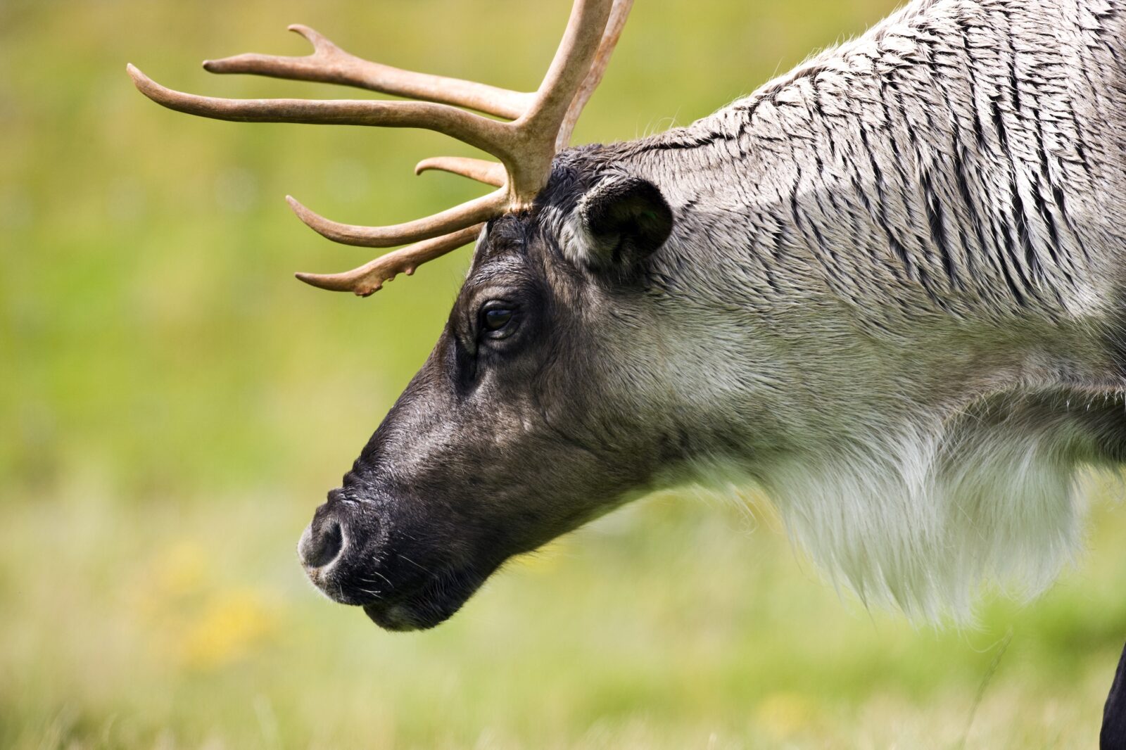 Caribou | CPAWS-BC